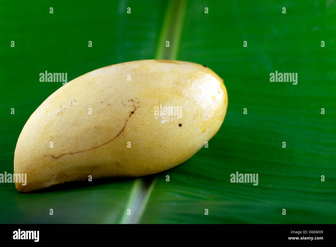 Yellow mango hi-res stock photography and images - Alamy