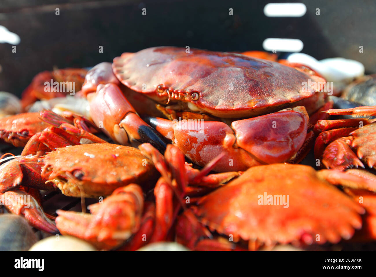 Crab burn hi-res stock photography and images - Alamy