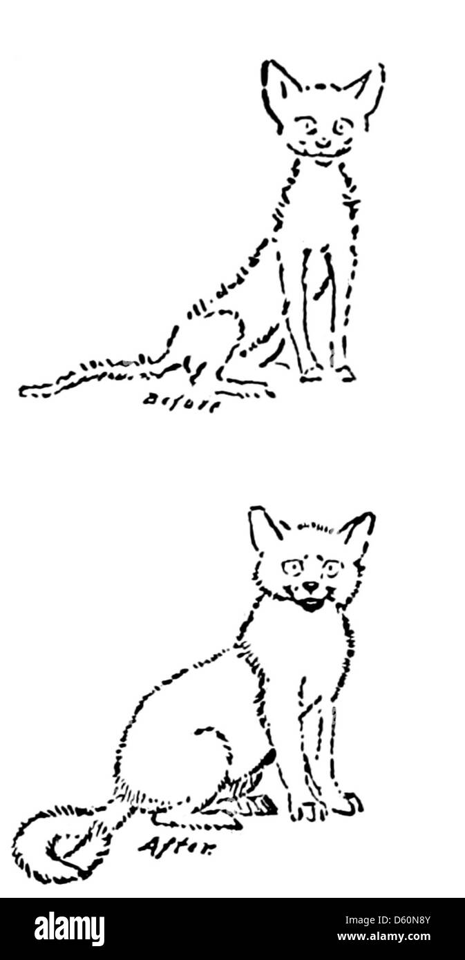 This image features the 'Animal Heroes' series, showcasing a cat as one ...