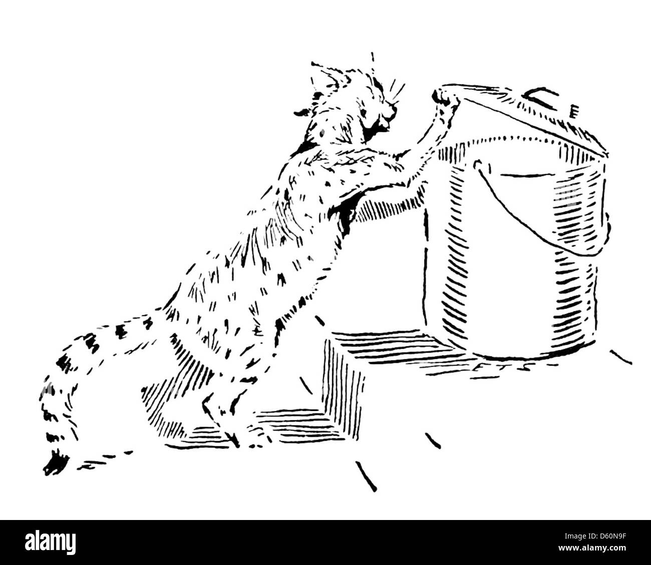 This image likely depicts illustrations or photographs from Animal ...