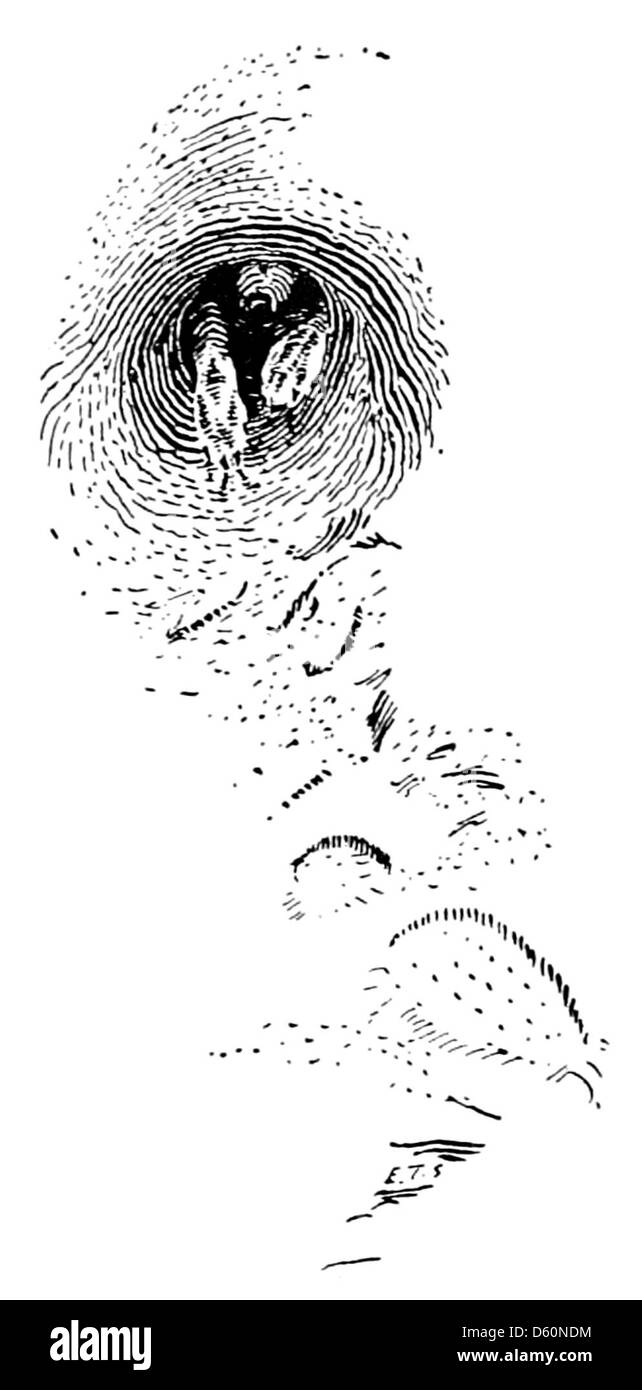 Animal depicted Cut Out Stock Images & Pictures - Alamy