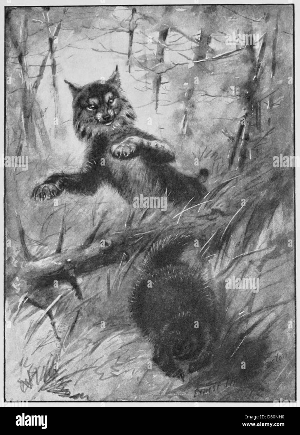 An illustration from 'Animal Heroes' depicting a lynx, highlighting the ...