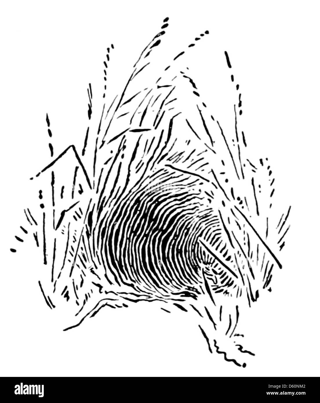 This image features a collection of animal heroes, focusing on stories ...