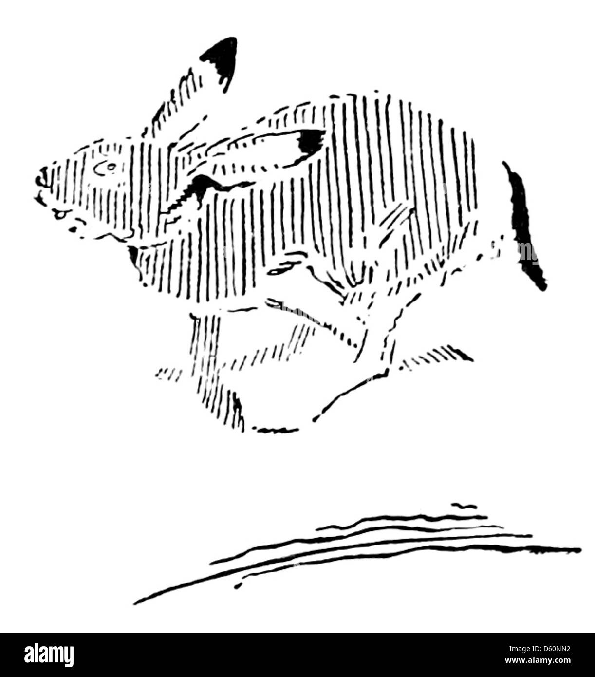 This image features a hare, often regarded as an animal hero in ...