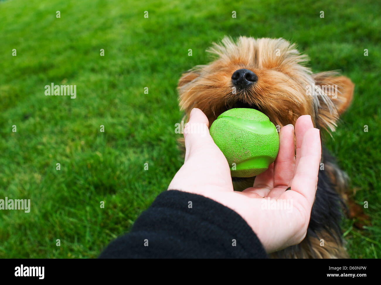 Hand gripping ball hi-res stock photography and images - Alamy