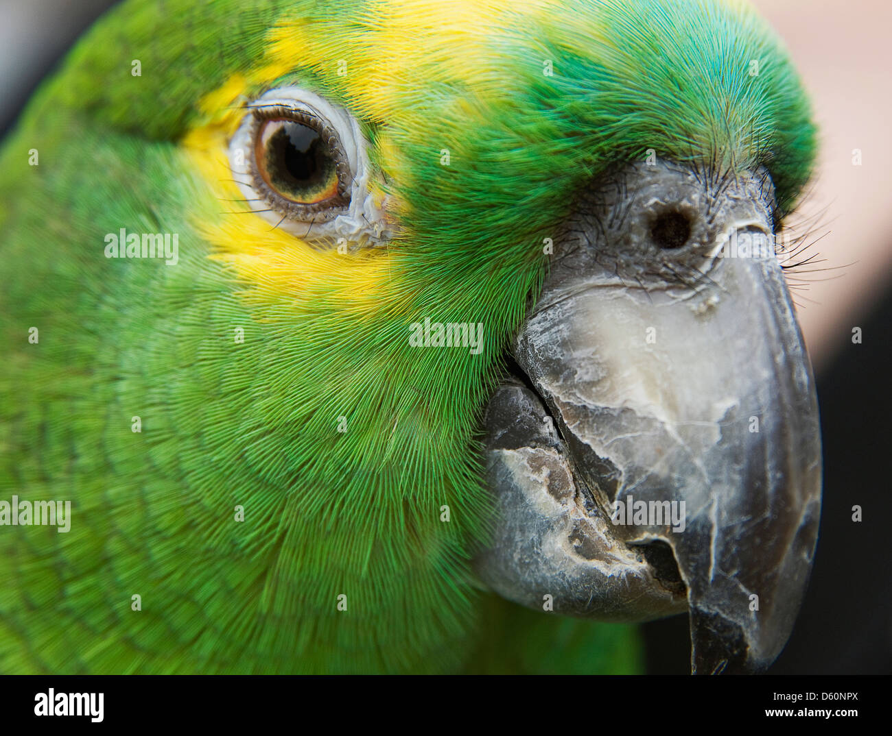 A portrait of a blue fronted fronted amazon parrot Stock Photo - Alamy