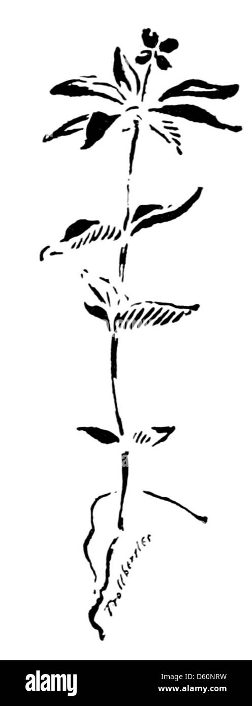 A photograph from 'Animal Heroes' featuring an image of a flower ...