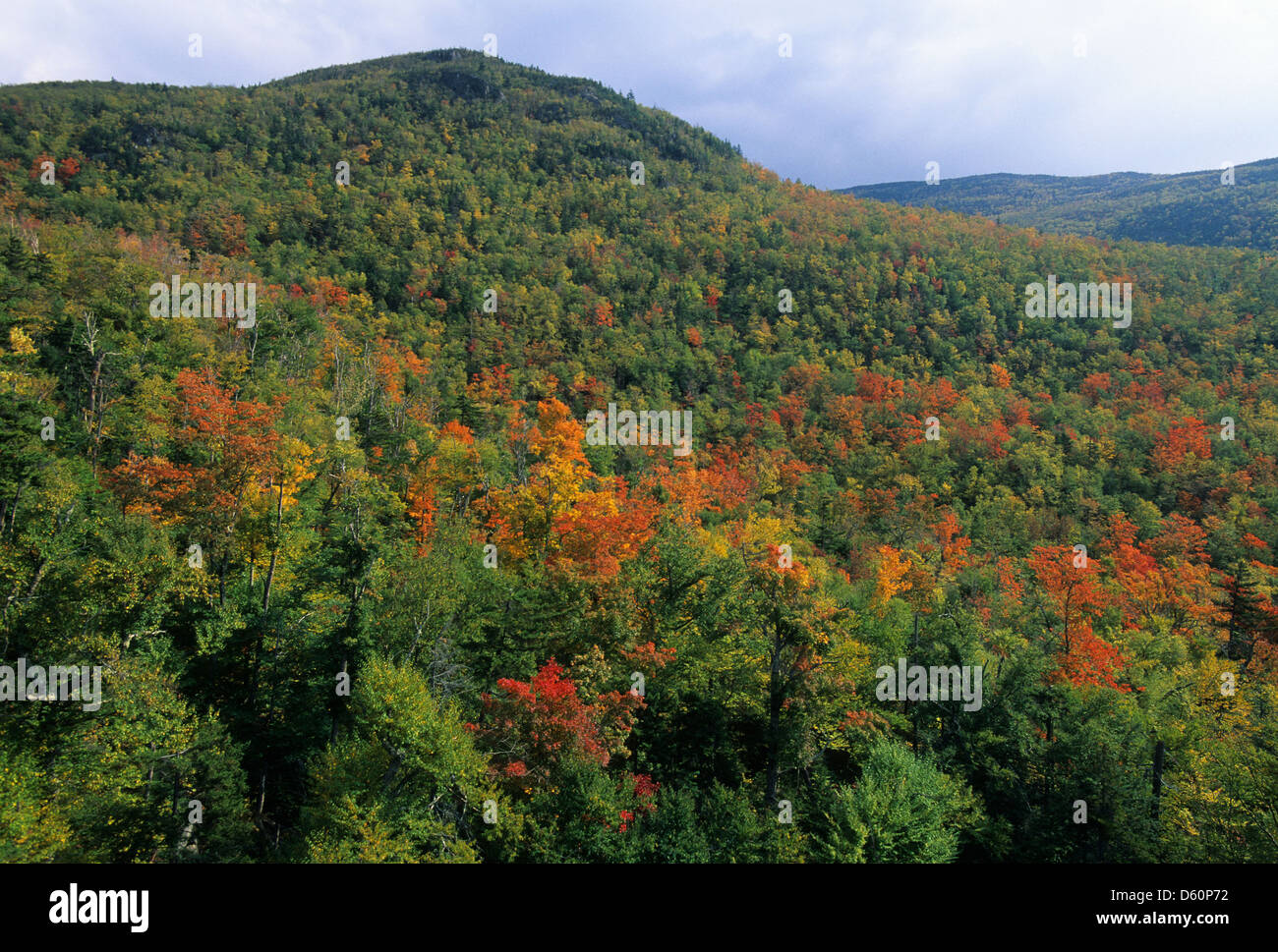 Elk281-1494 New Hampshire, White Mountains, Pinkham Notch, landscape ...