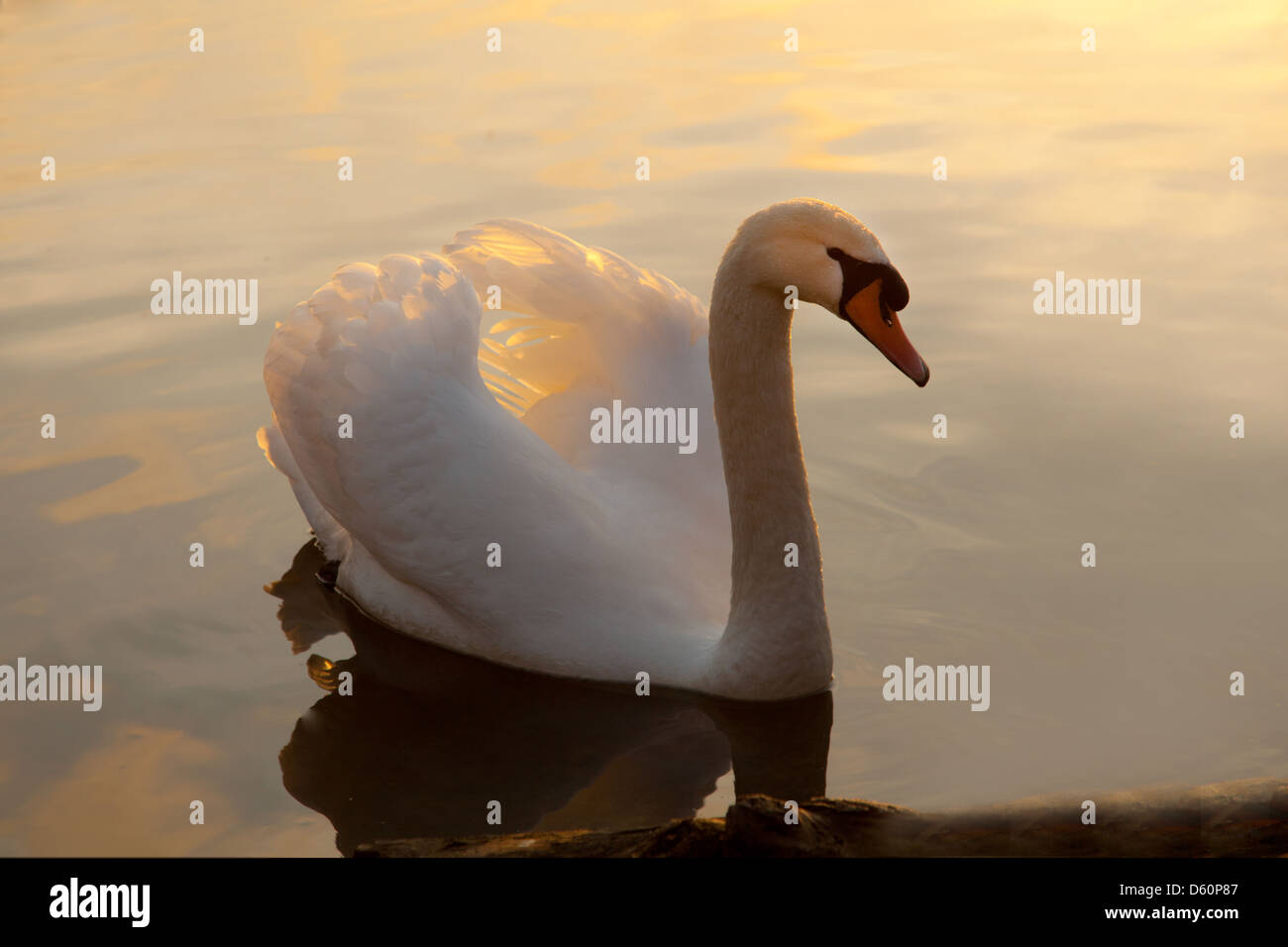 Swan at sunset Stock Photo - Alamy