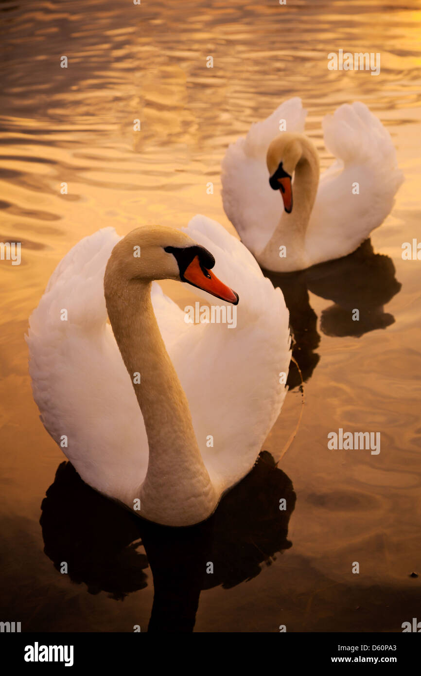 Swans at sunset Stock Photo - Alamy