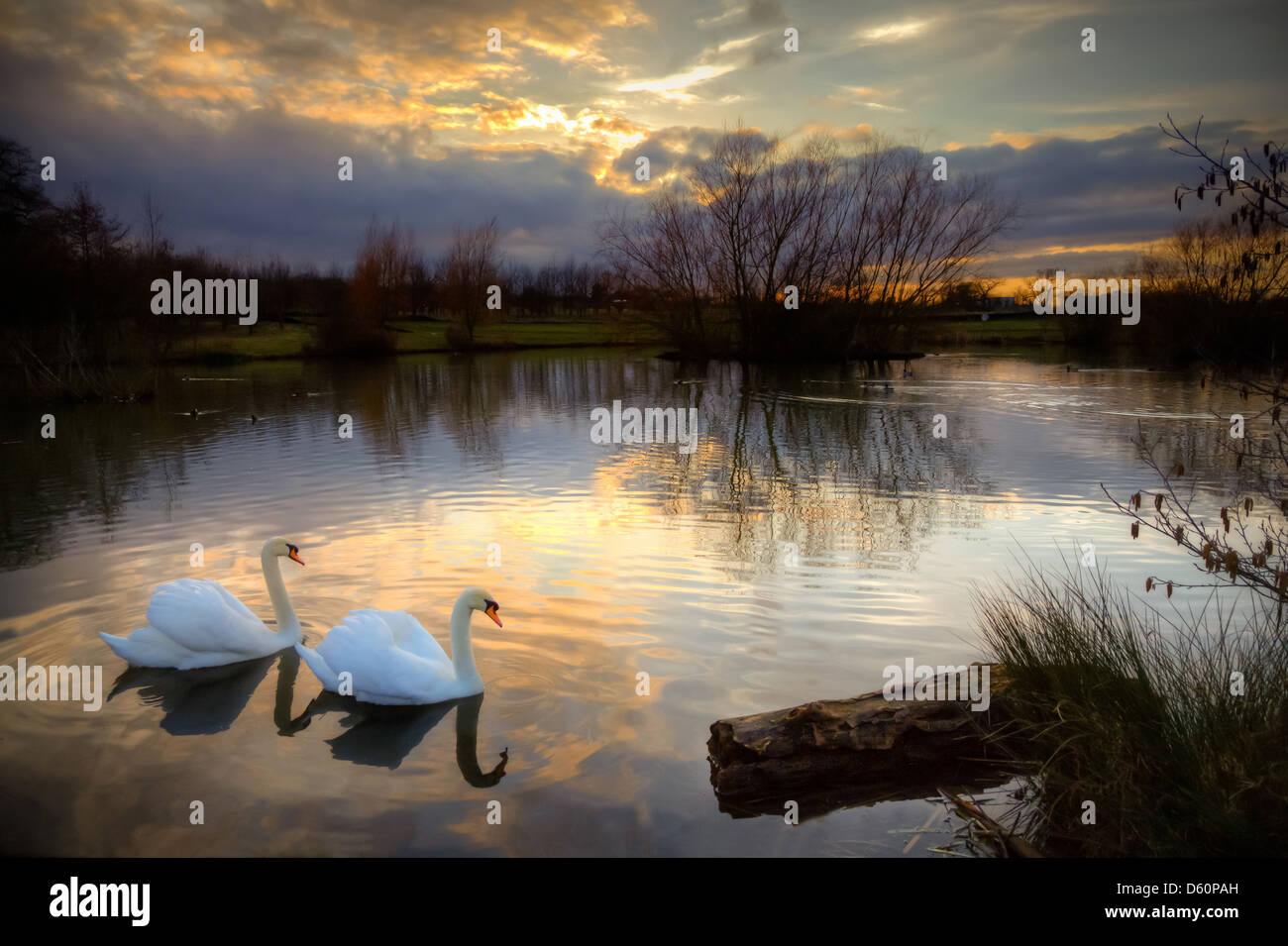 Swans at sunset Stock Photo - Alamy