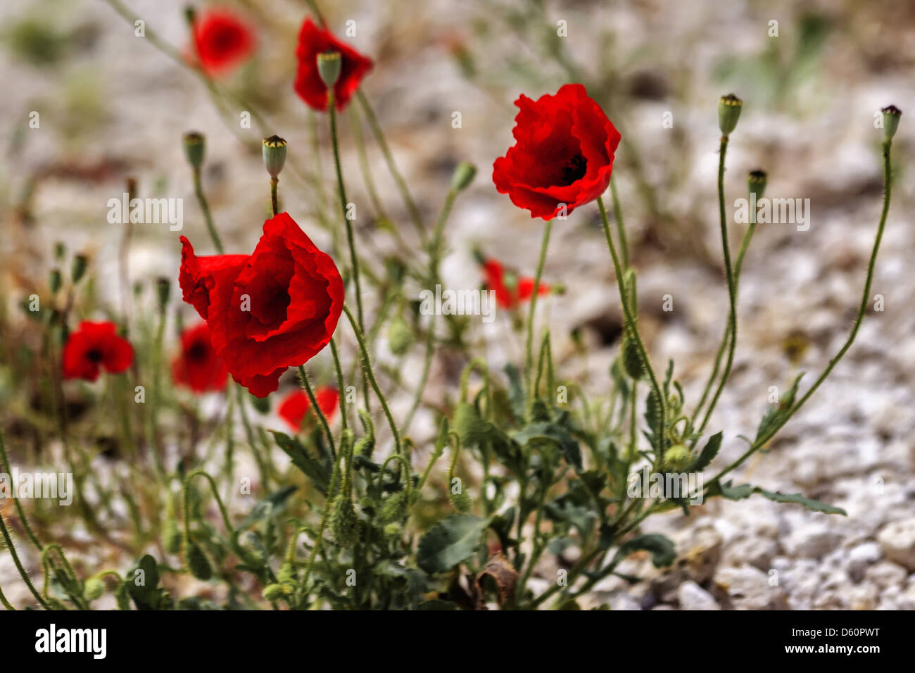 Red Greek Poppies Santorini Greece Stock Photo - Alamy