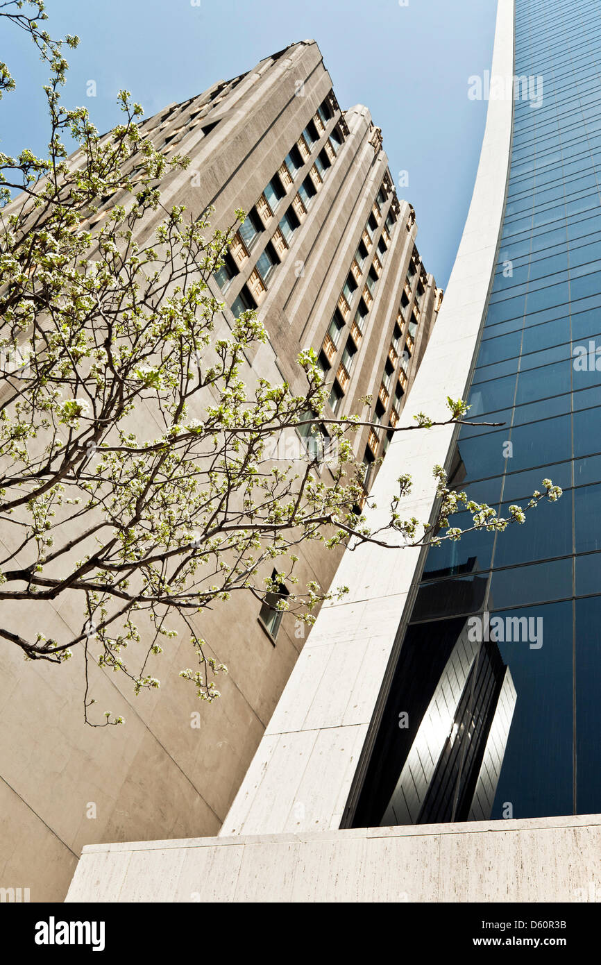 New York, USA. 10th April 2013. tough flowering pear street tree coming ...