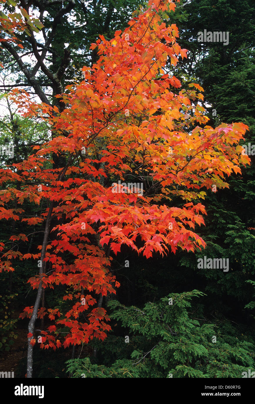 Pinkham notch hi-res stock photography and images - Alamy