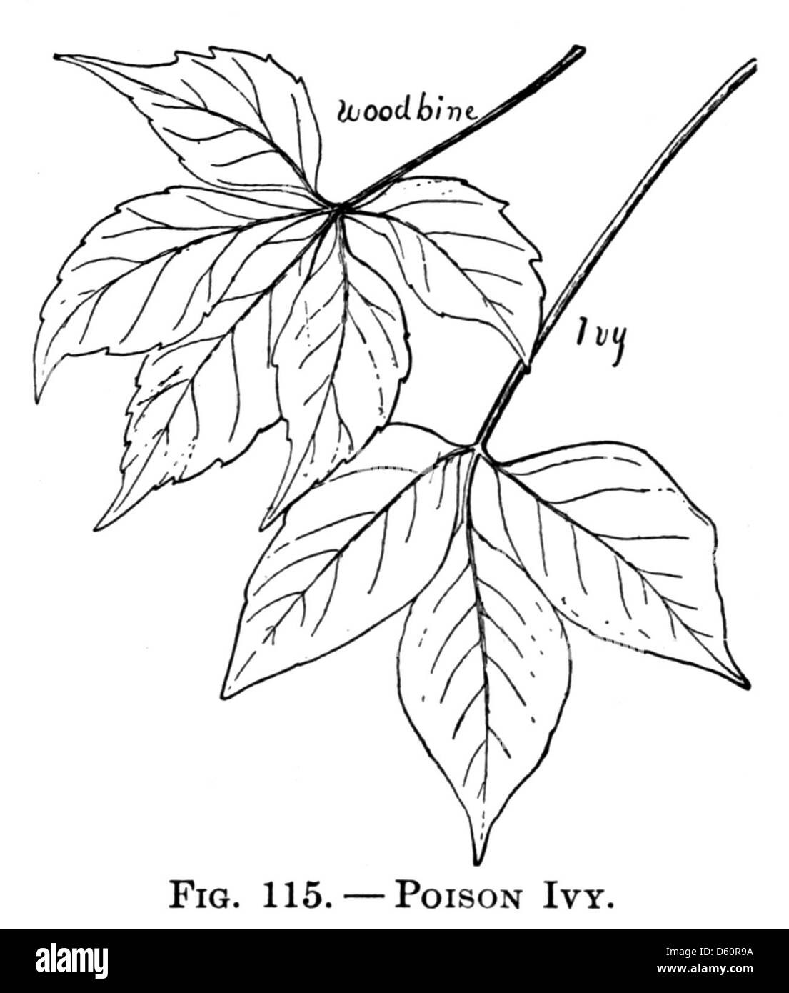 A 1916 illustration from 'Physiology and Health,' showing the effects ...
