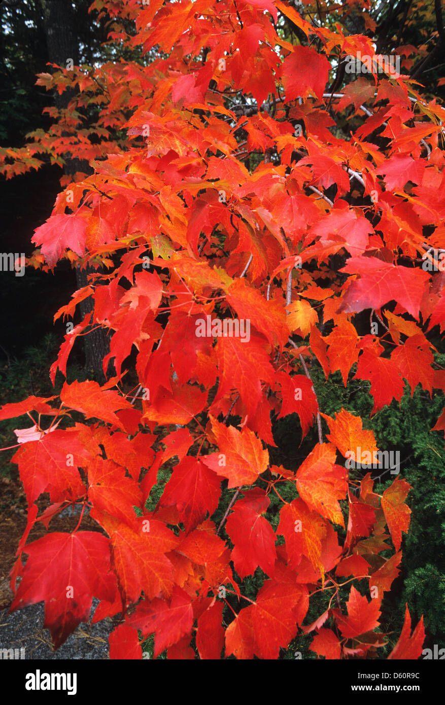 Pinkham notch new hampshire hi-res stock photography and images - Alamy
