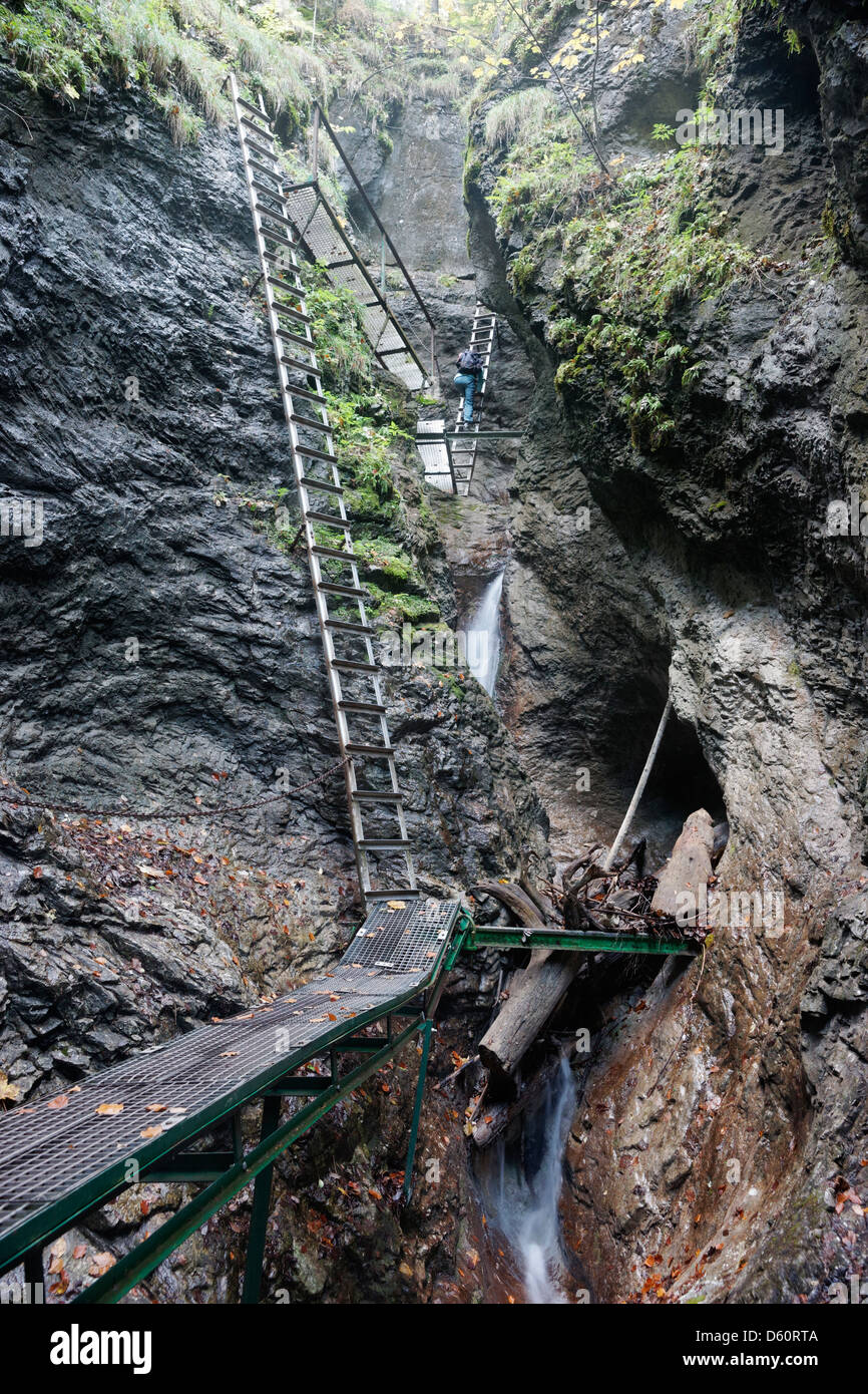 Climbing a ladder in Sucha Bela Gorge, Slovensky Raj, Slovakia Stock ...