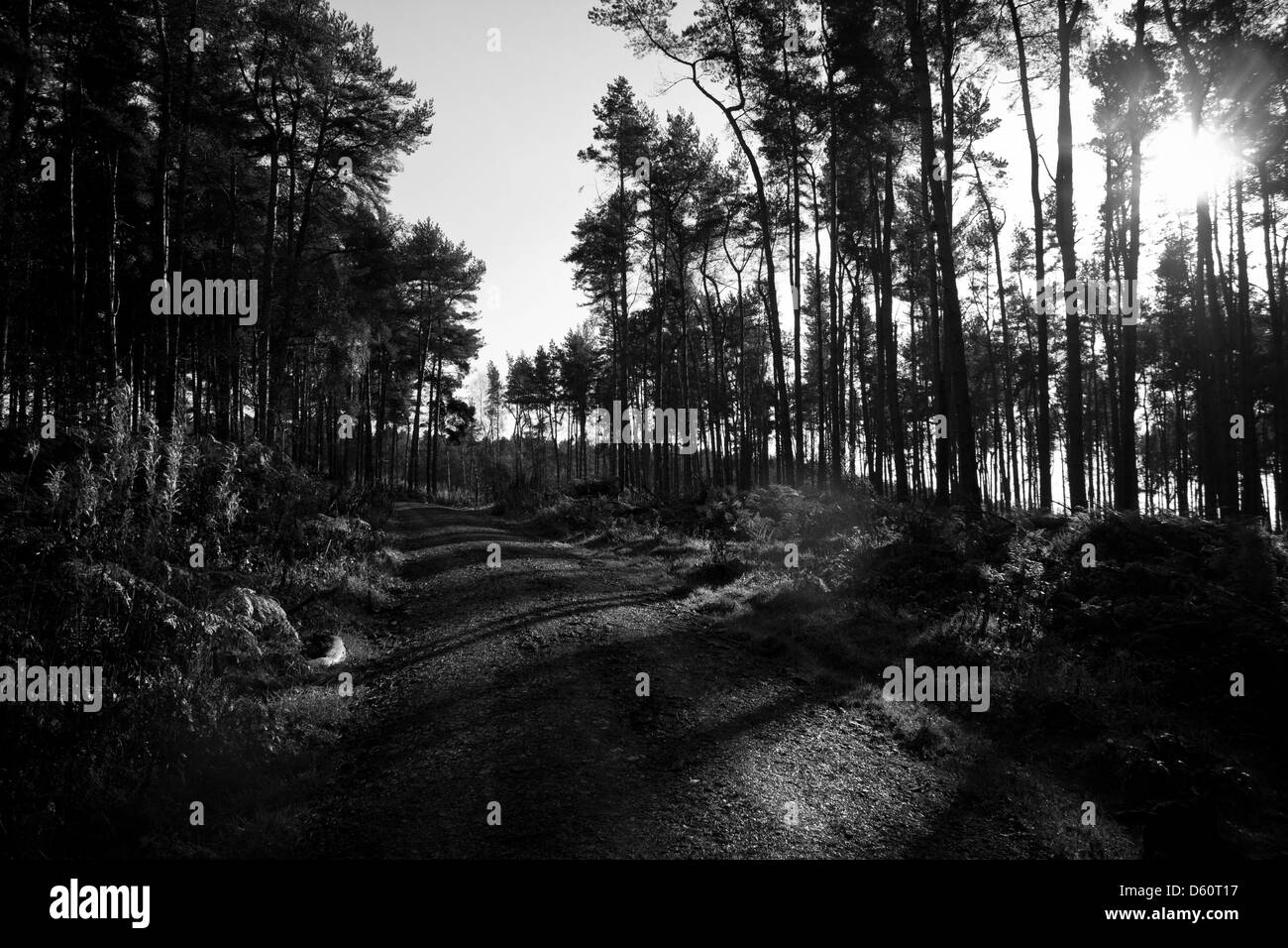 A forest path side lit by a high sun creating long stretching shadows ...