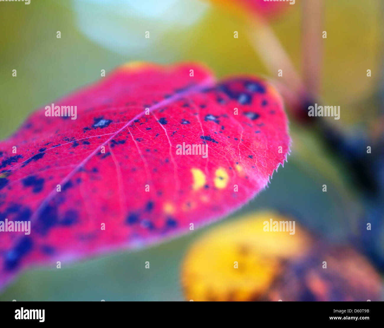 Bright autumn leaf Stock Photo - Alamy