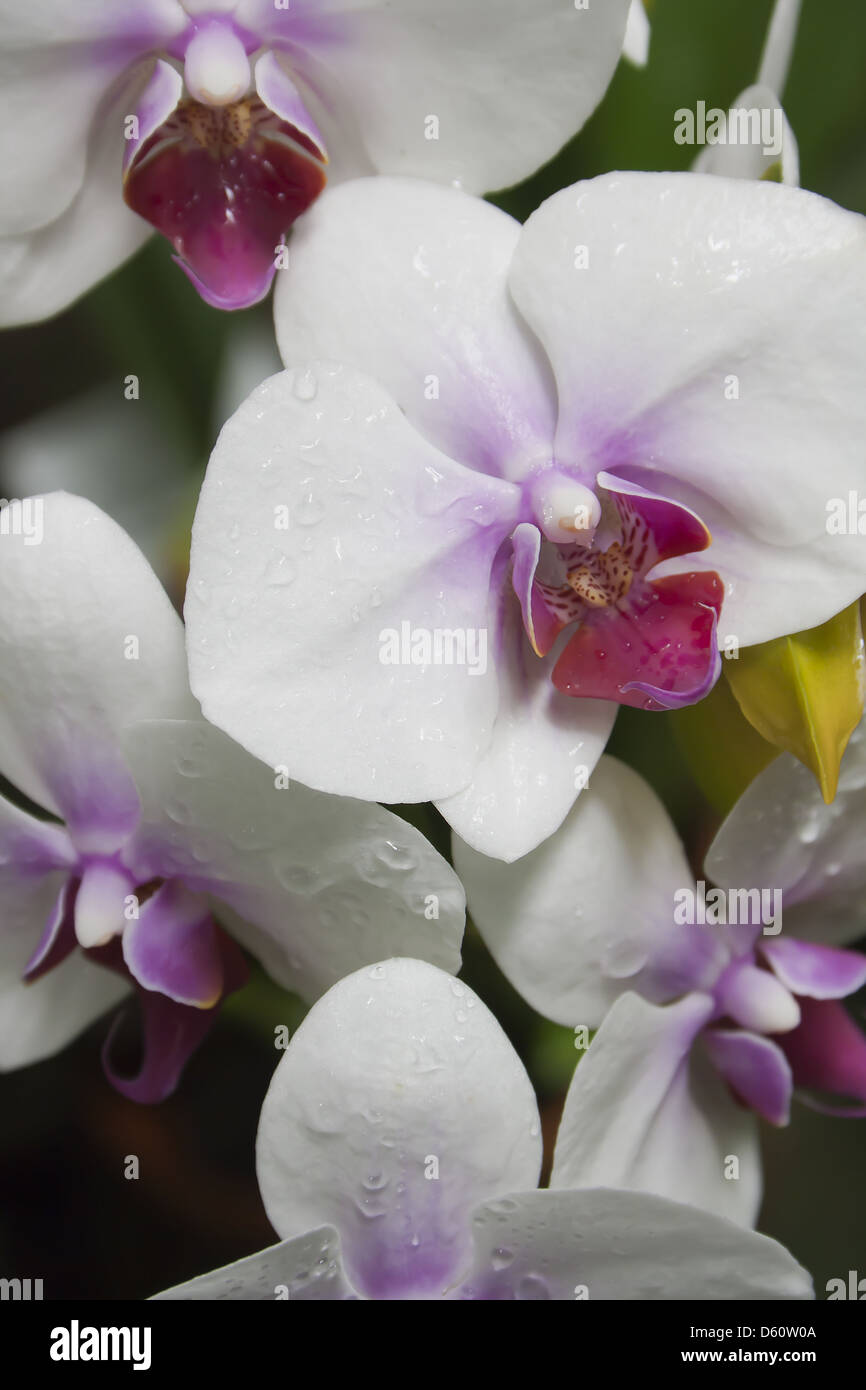 Regenwald samenpflanze hi-res stock photography and images - Alamy