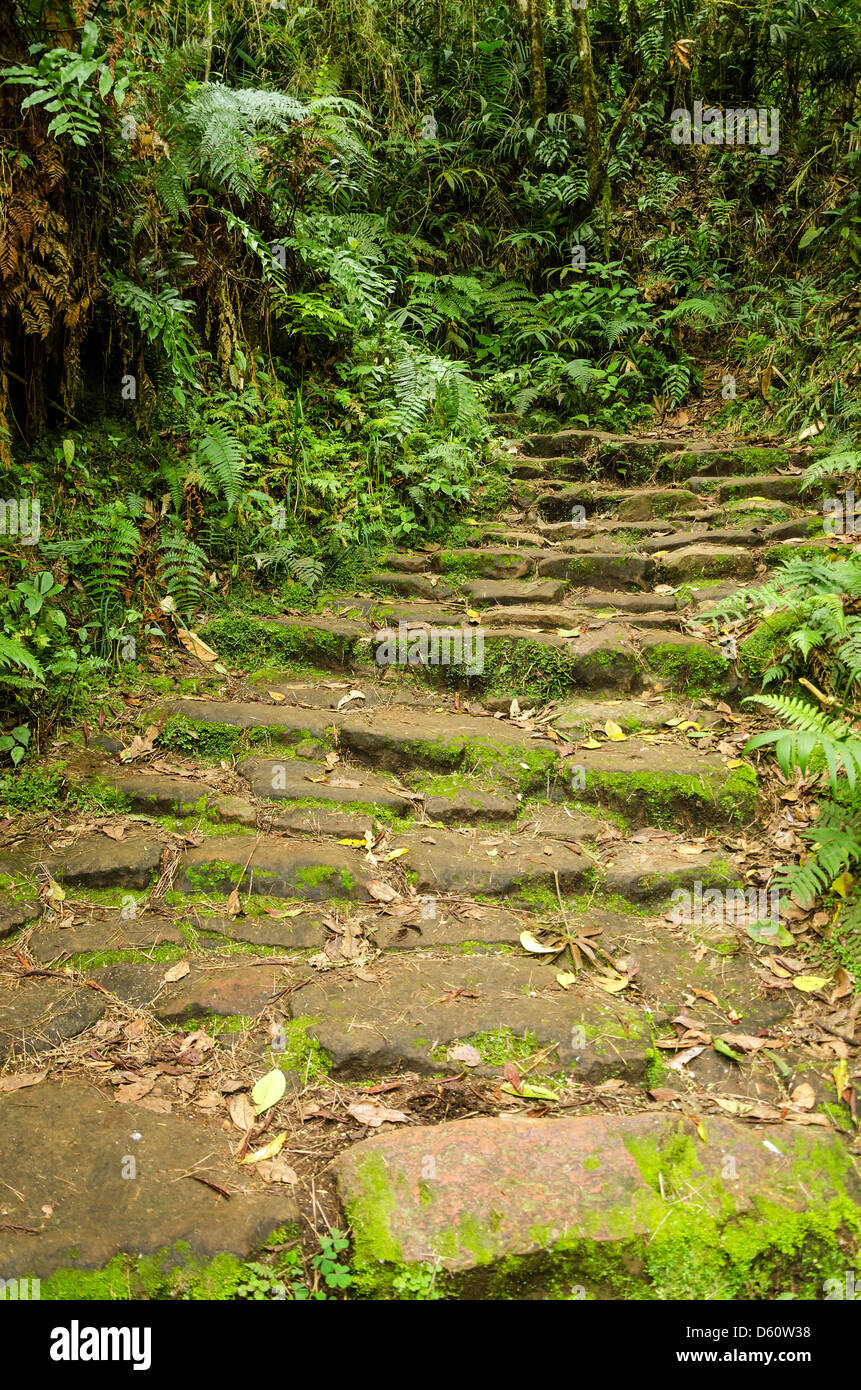 Tree ferns in a cloud forest hi-res stock photography and images - Alamy