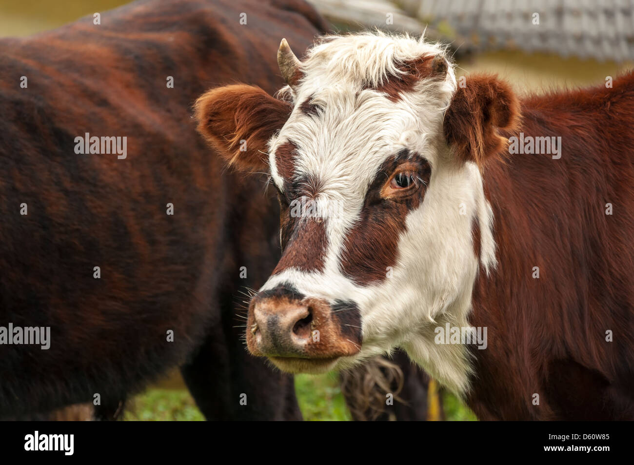 Closeup view of the face of a redish and white cow Stock Photo - Alamy