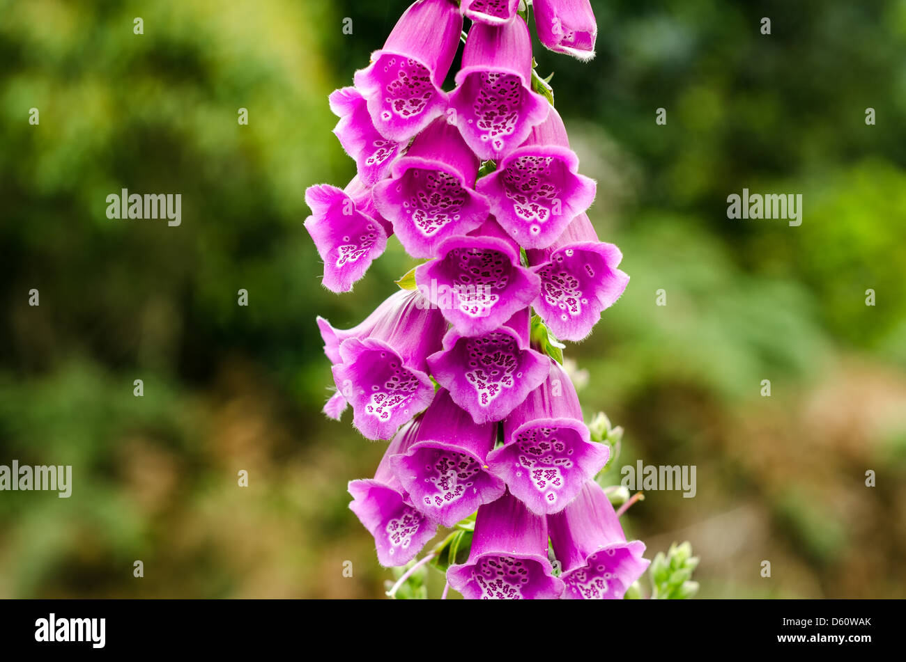 Bright vibrant purple colors hi-res stock photography and images - Alamy