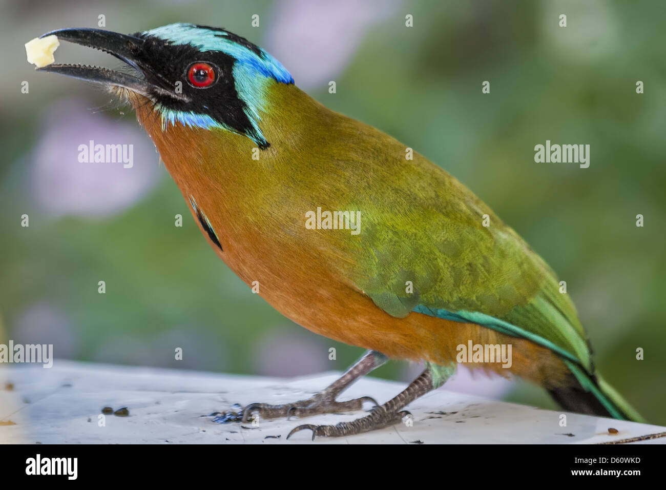 Blue Crowned Motmot Eating Cheese Tobago Stock Photo - Alamy