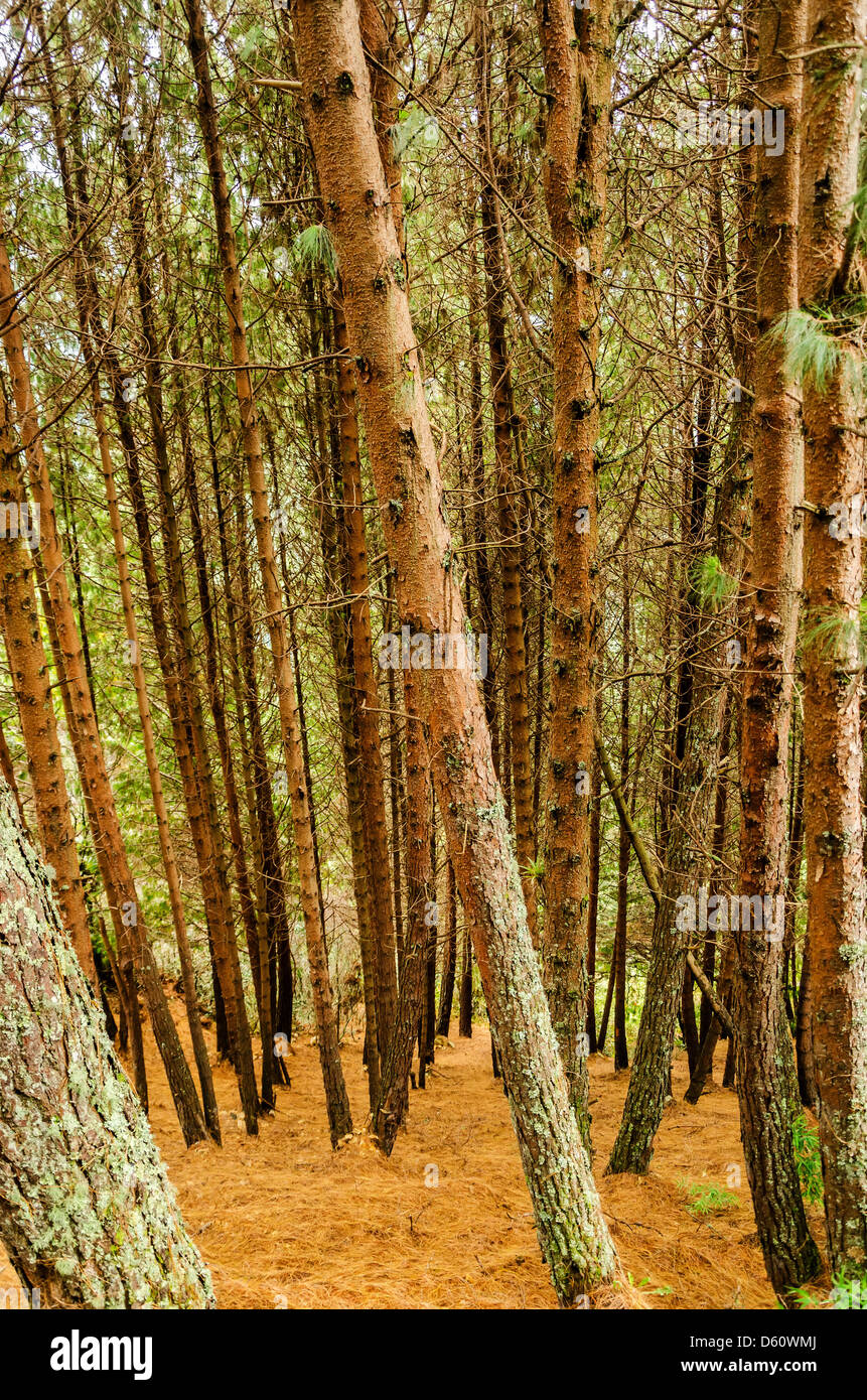 Woods needle hi-res stock photography and images - Alamy