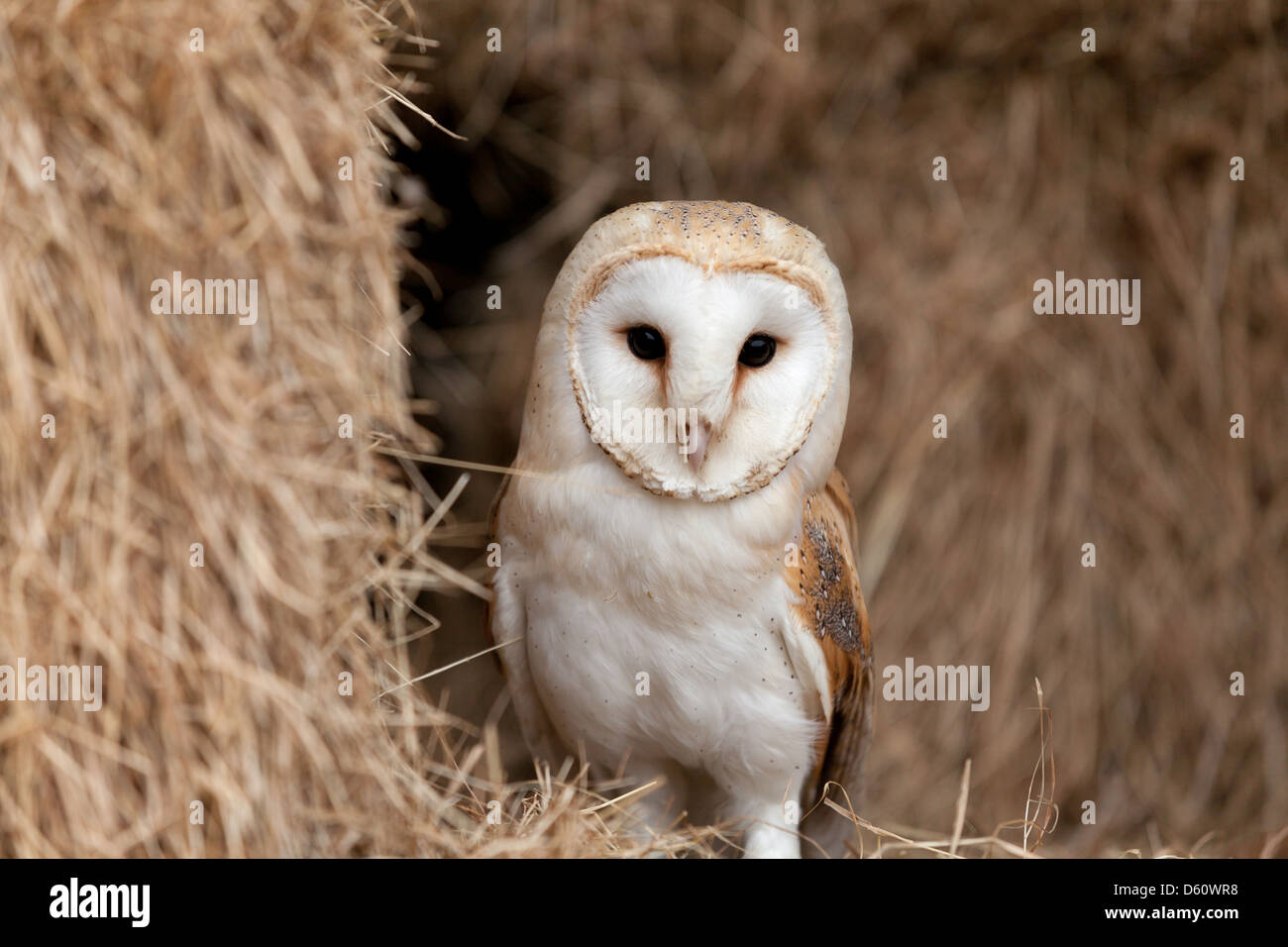Full body photo of a barn owl face on and looking towards the camera ...