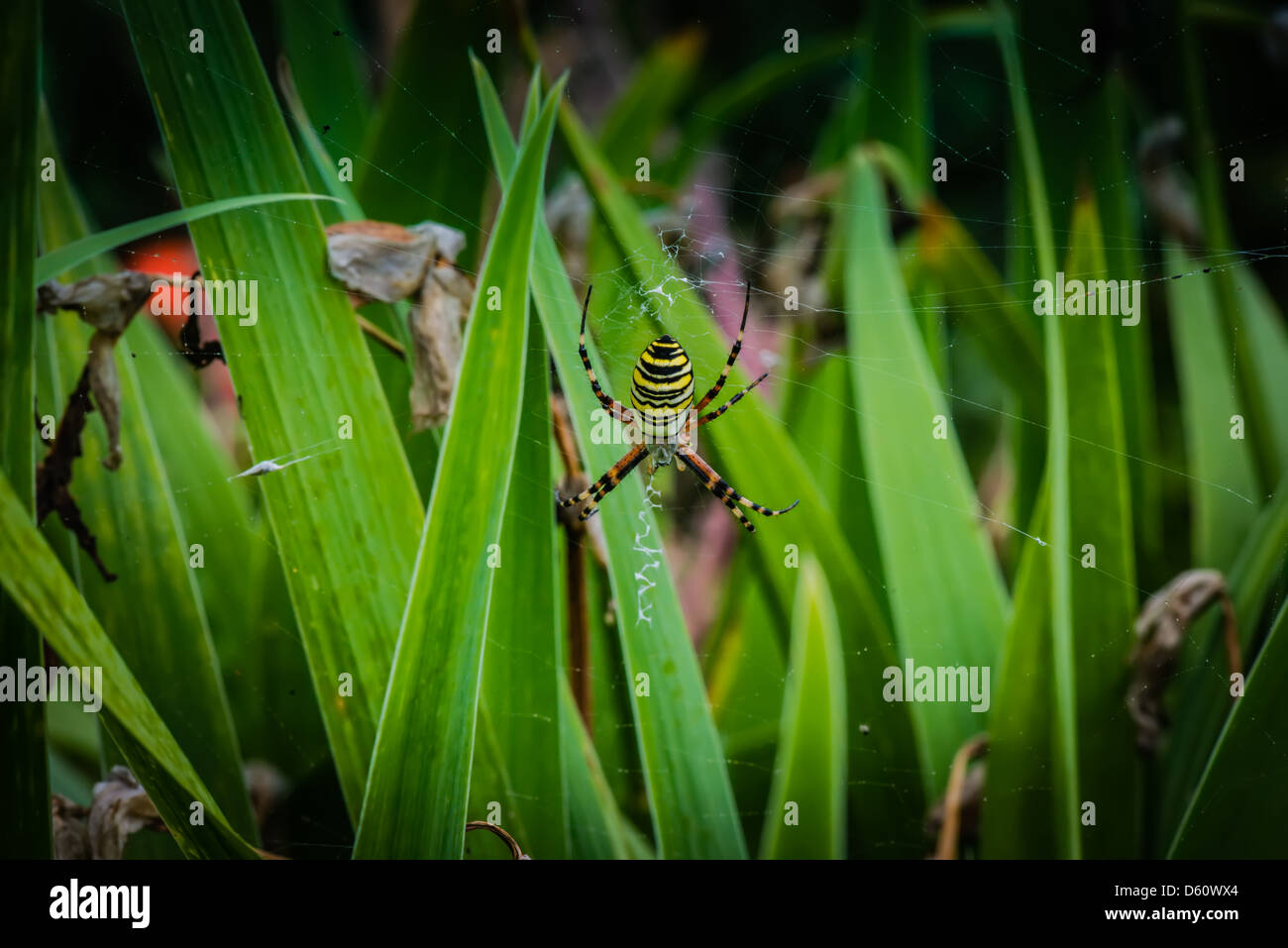wasp spider back Stock Photo - Alamy