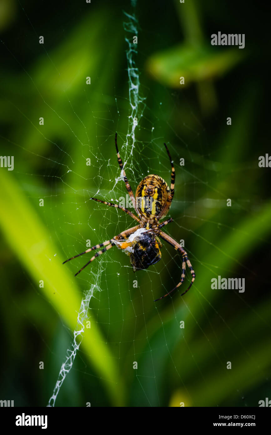 wasp spider eating bee Stock Photo - Alamy