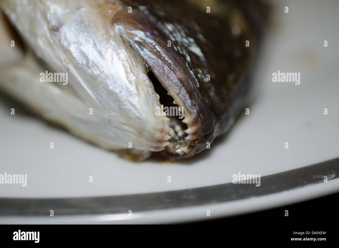 Razor fish hi-res stock photography and images - Alamy