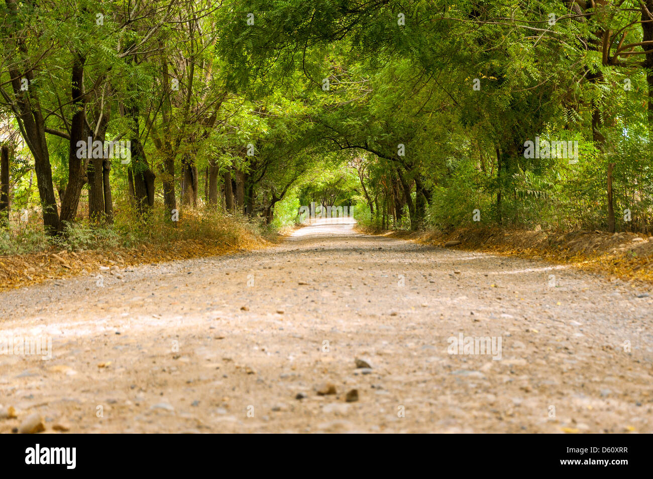 Foliage Dirt Road Trees High Resolution Stock Photography and Images ...