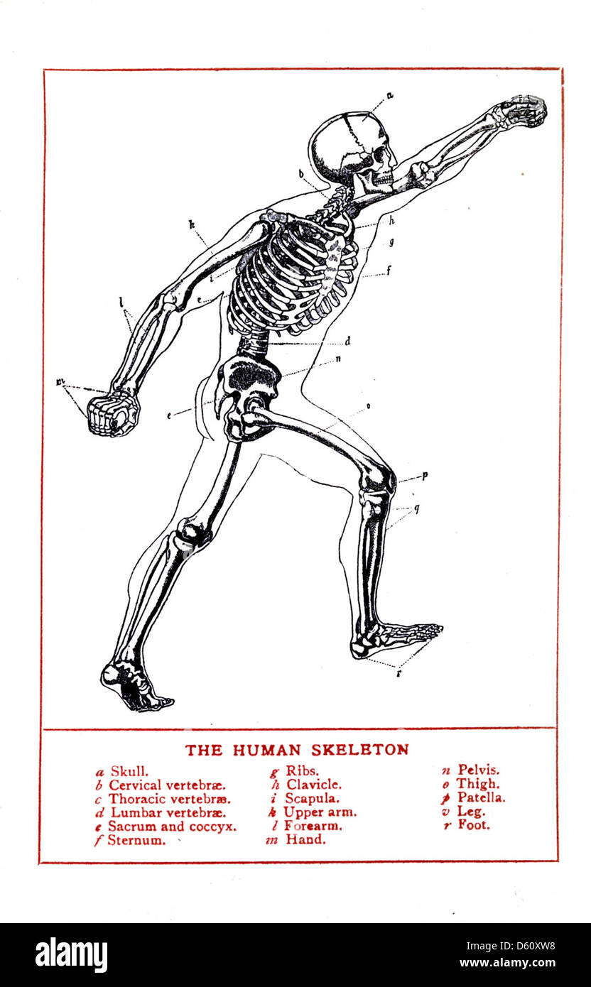 This 1900 illustration from 'The Human Frame and the Laws of Health ...
