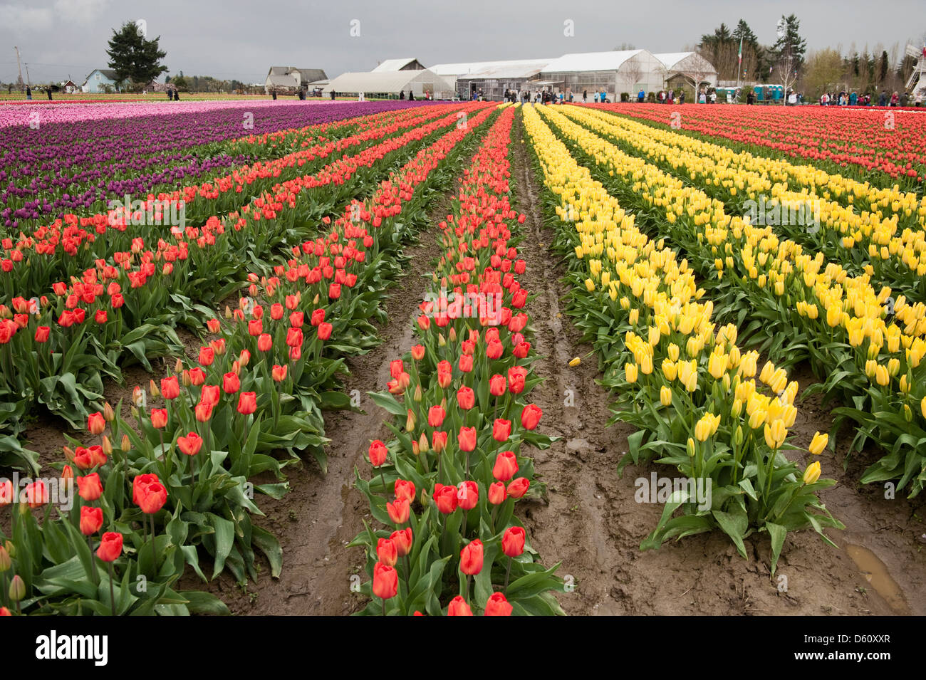 Skagit valley tulip festival hi-res stock photography and images - Alamy