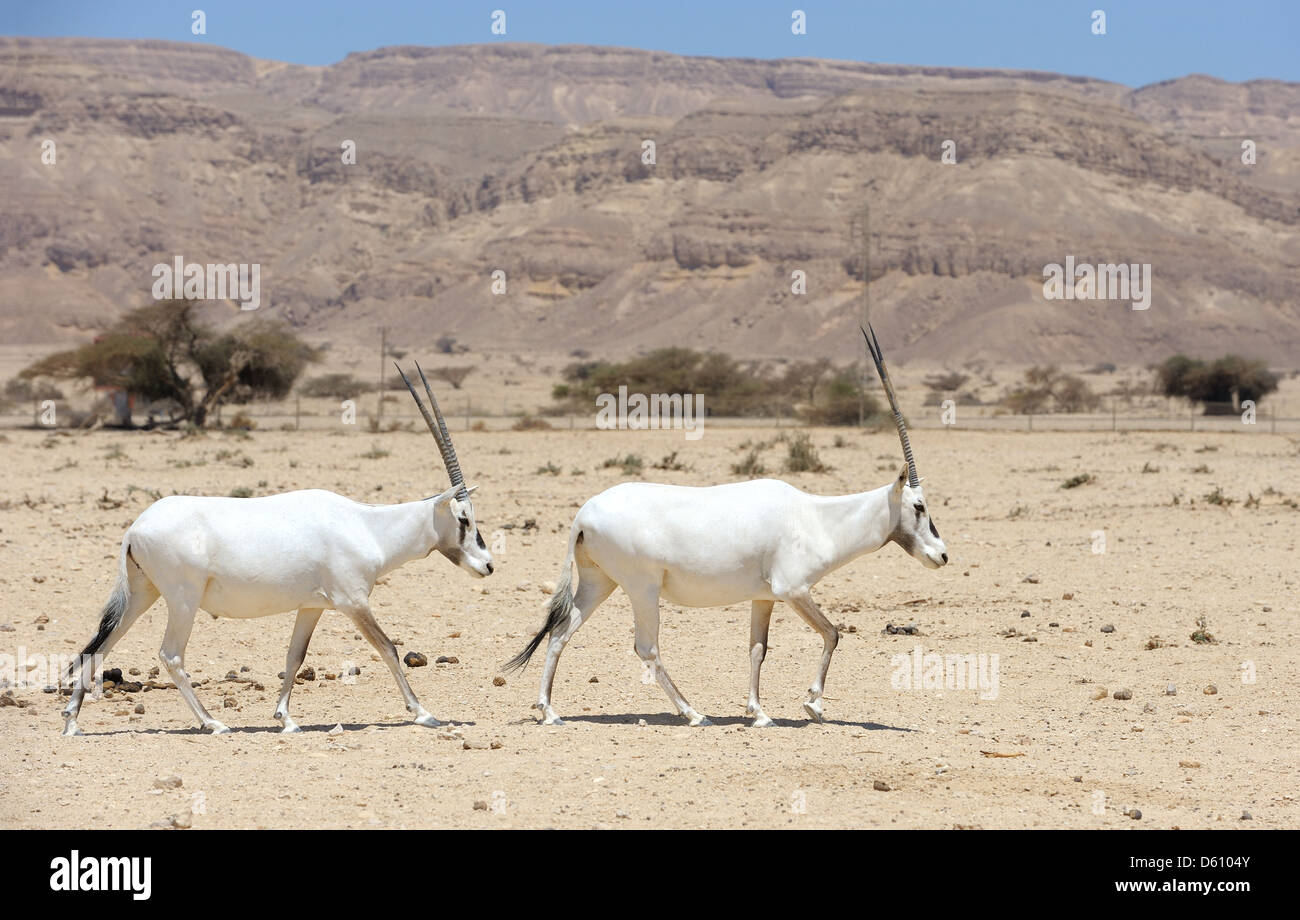 Oryx gazella leucoryx hi-res stock photography and images - Alamy