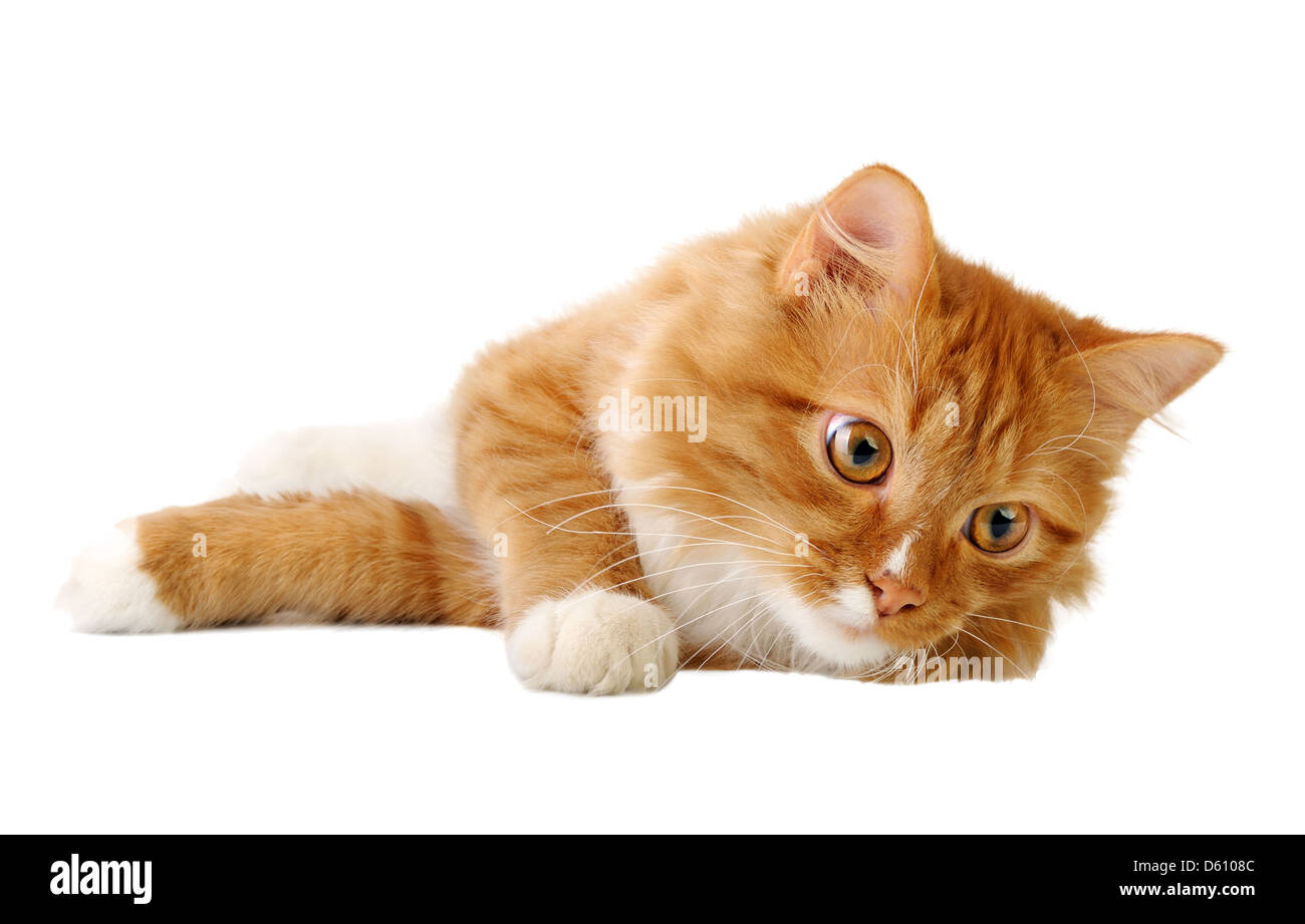 Young ginger cat Cut Out Stock Images & Pictures - Alamy