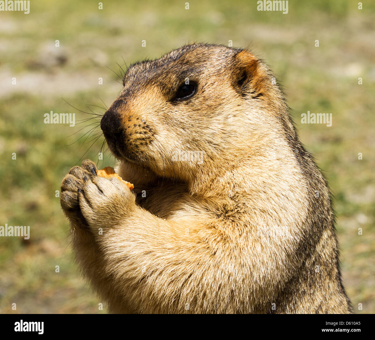 Funny marmot with bisquit on the meadow (Ladakh, India Stock Photo - Alamy