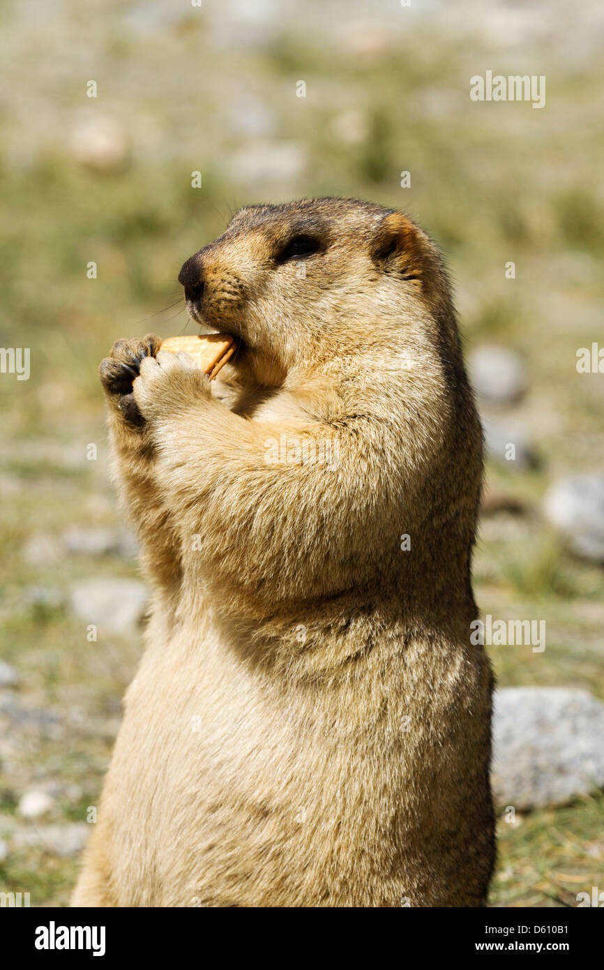 Funny marmot with bisquit on the meadow (Ladakh, India Stock Photo - Alamy