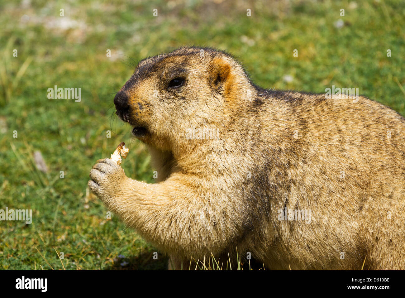 Funny Marmot with bisquit on the meadow (Ladakh, India Stock Photo - Alamy