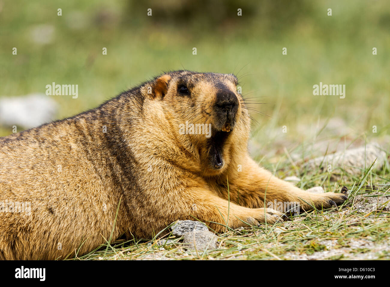 Marmot funny hi-res stock photography and images - Alamy