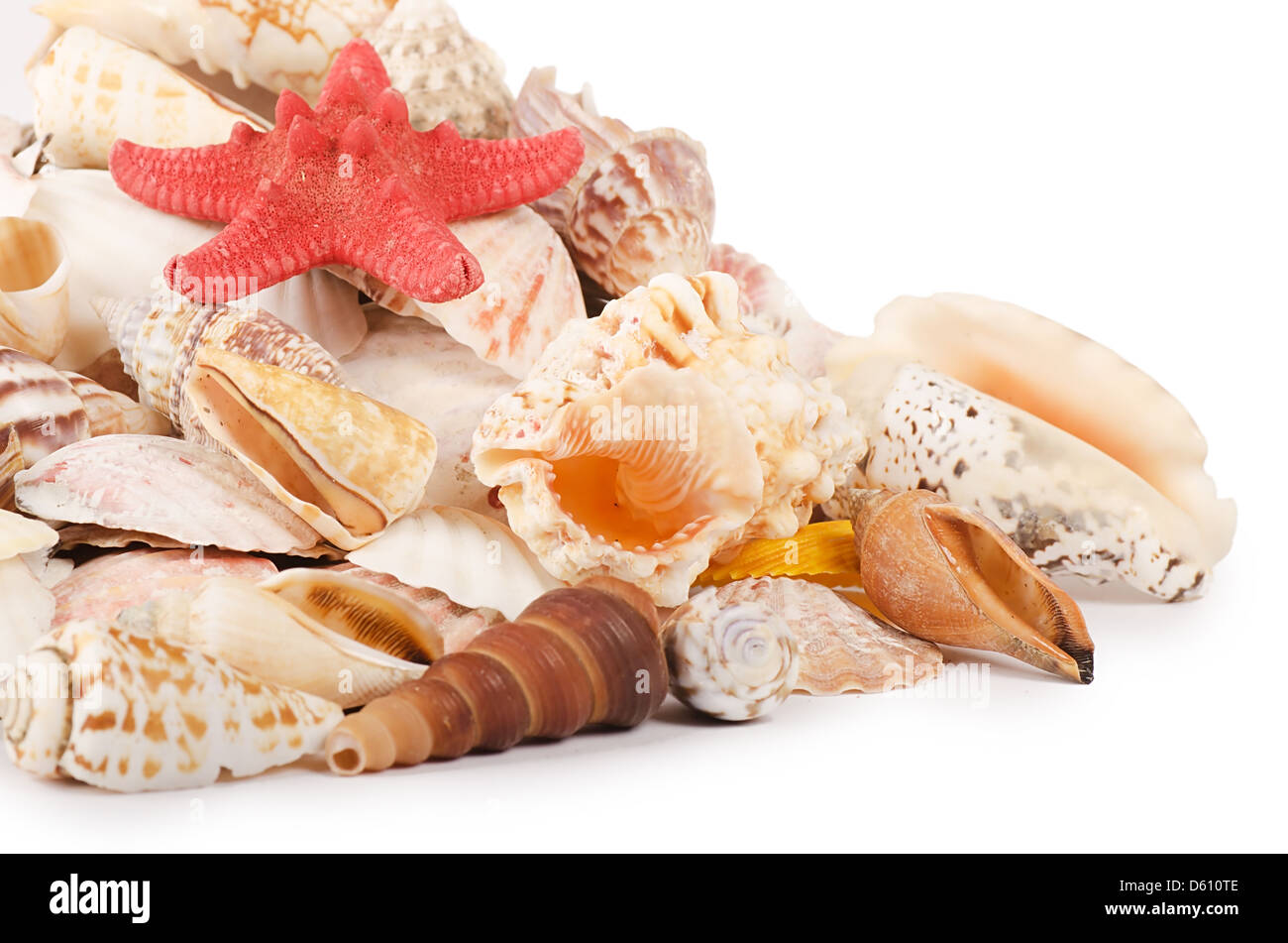 Star snail shell hi-res stock photography and images - Alamy