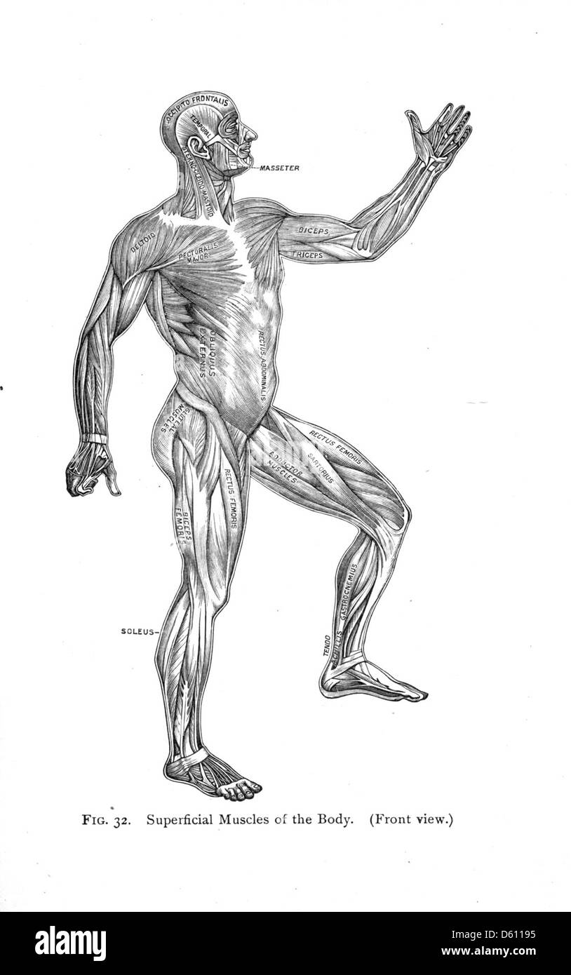 A c1910 illustration from 'Life and Health: A Text-Book on Physiology ...