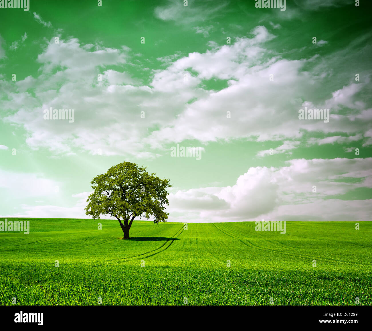Big tree on green landscape Stock Photo - Alamy
