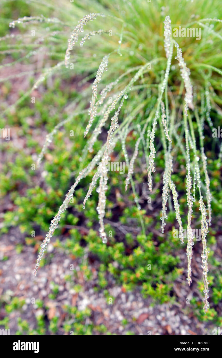 Mist beading up along the edges of spring grass, Acadia National Park ...