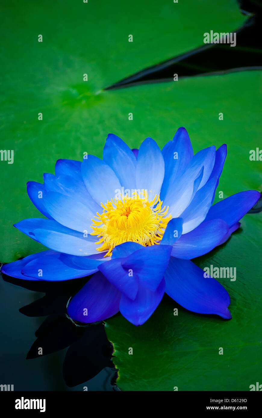 Tranquil water lily on hi-res stock photography and images - Alamy