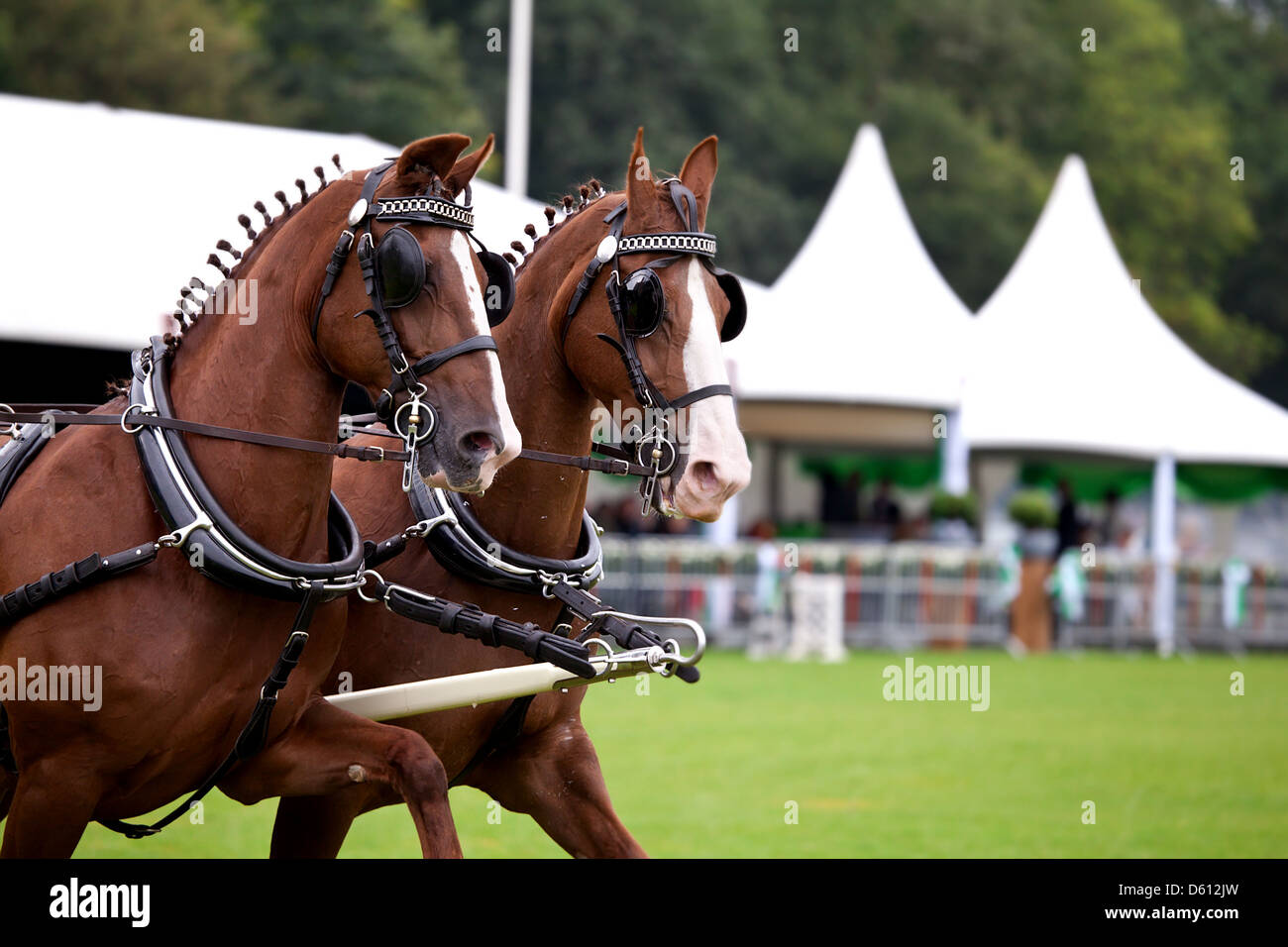 couple of harnessed horses Stock Photo - Alamy