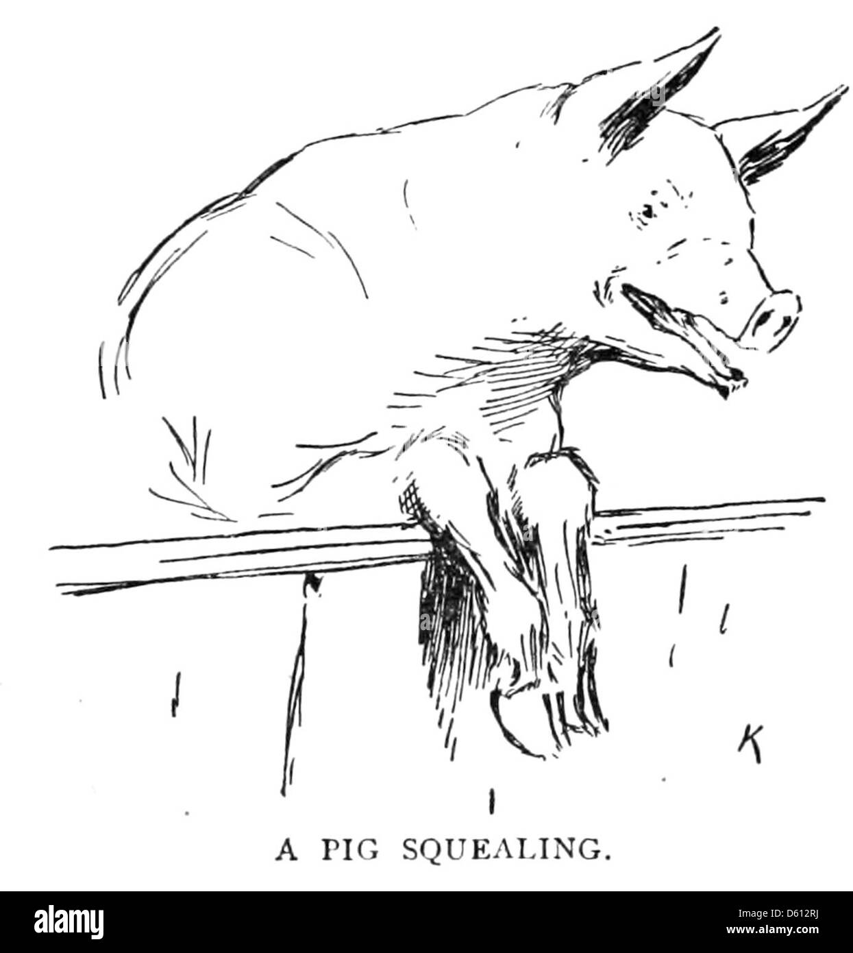 An image from 'A Frenchman in America' illustrating a pig squeal ...