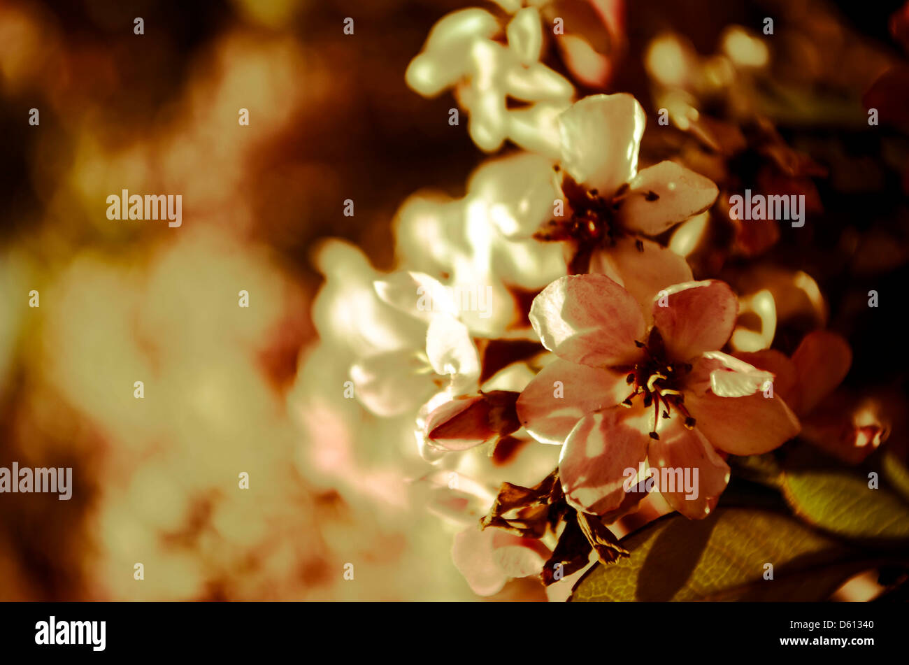 Vintage Red chokeberry flower / Aronia arbutifolia Stock Photo - Alamy
